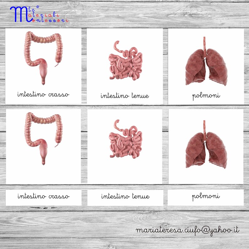 Montessori Nomenclature internal Organs of the Human - Etsy