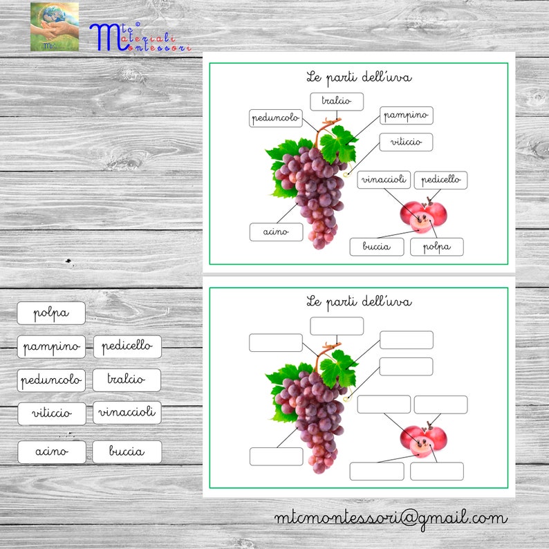 Printable PDF Montessori Nomenclature the Parts of the Grape - Etsy