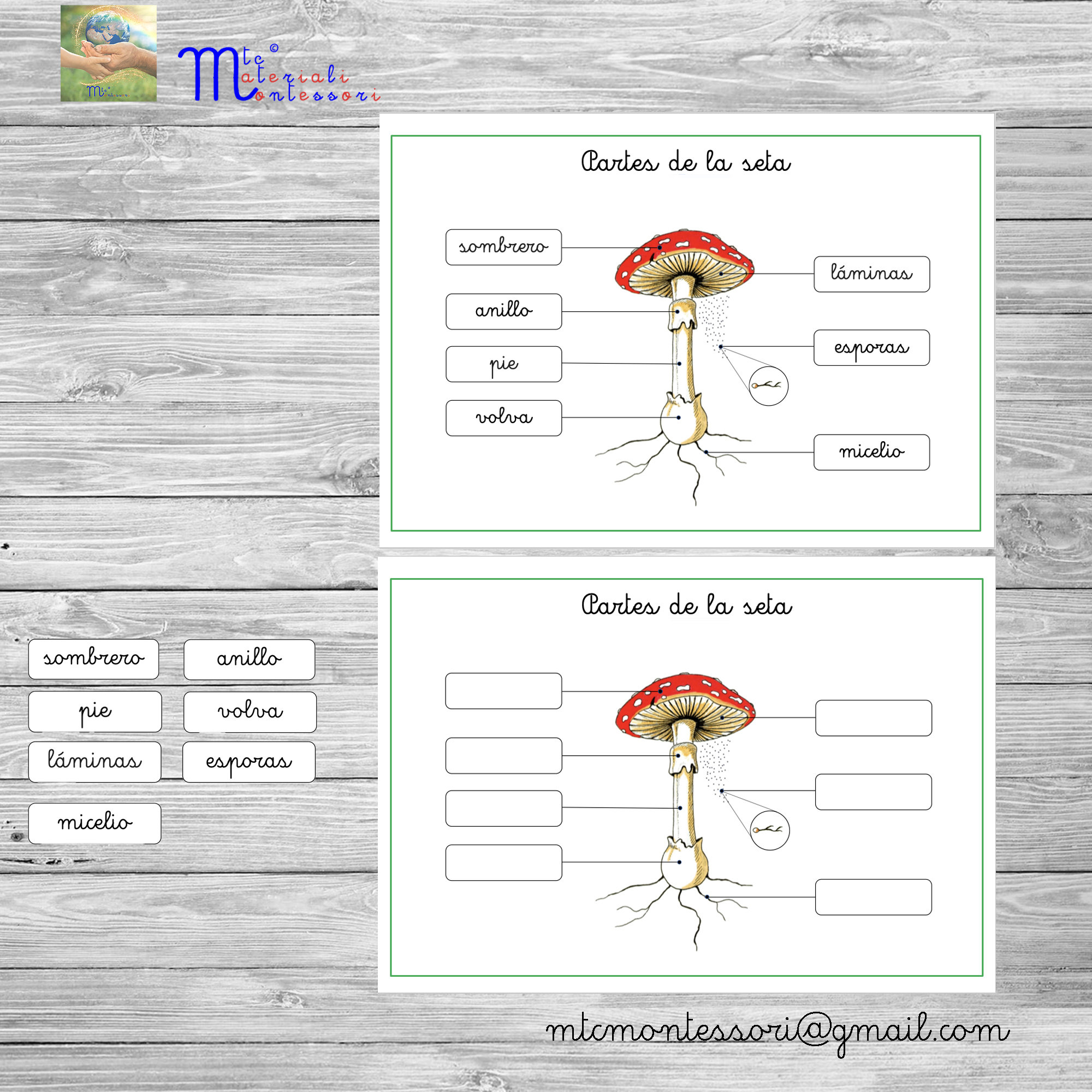 PDF Imprimible Nomenclaturas Montessori VERSIÓN EN ESPAÑOL Partes de la ...