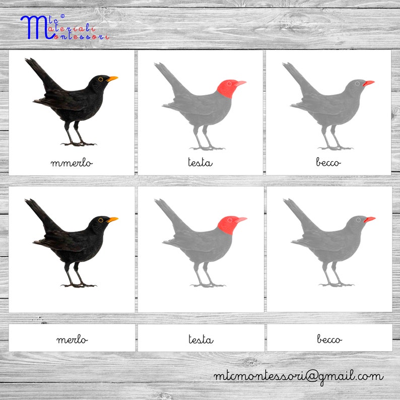 Nomenclatura el mirlo y sus partes folleto - Etsy México