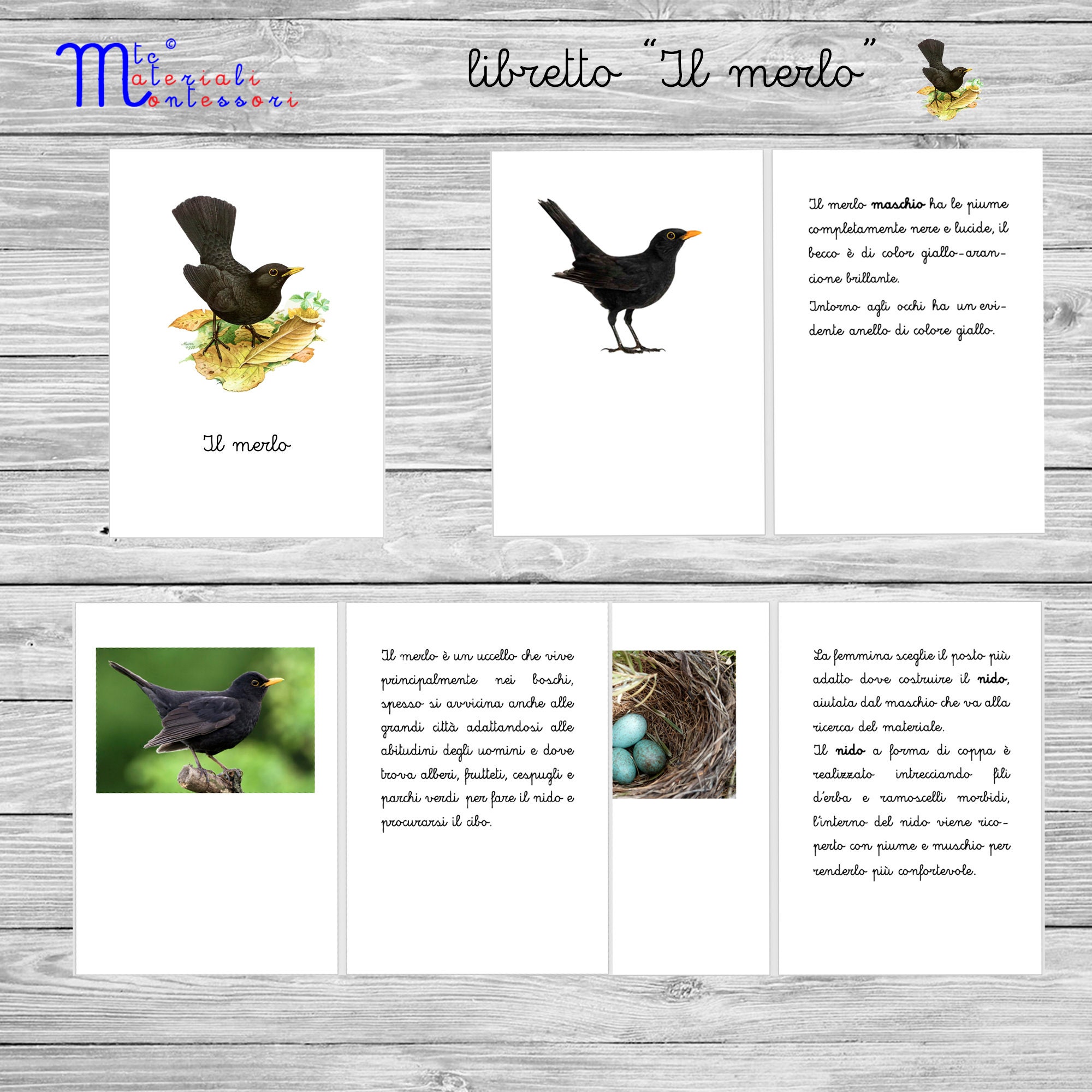 Nomenclatura el mirlo y sus partes folleto El mirlo - Etsy México