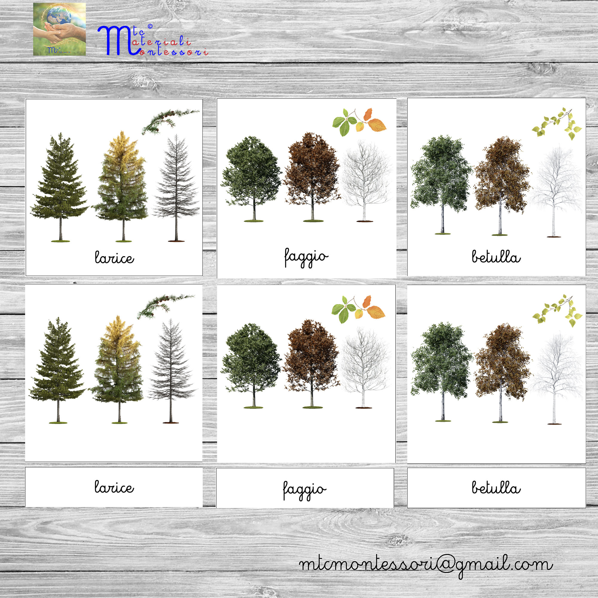 Printable PDF Montessori Nomenclatures evergreen Trees deciduous Trees ...