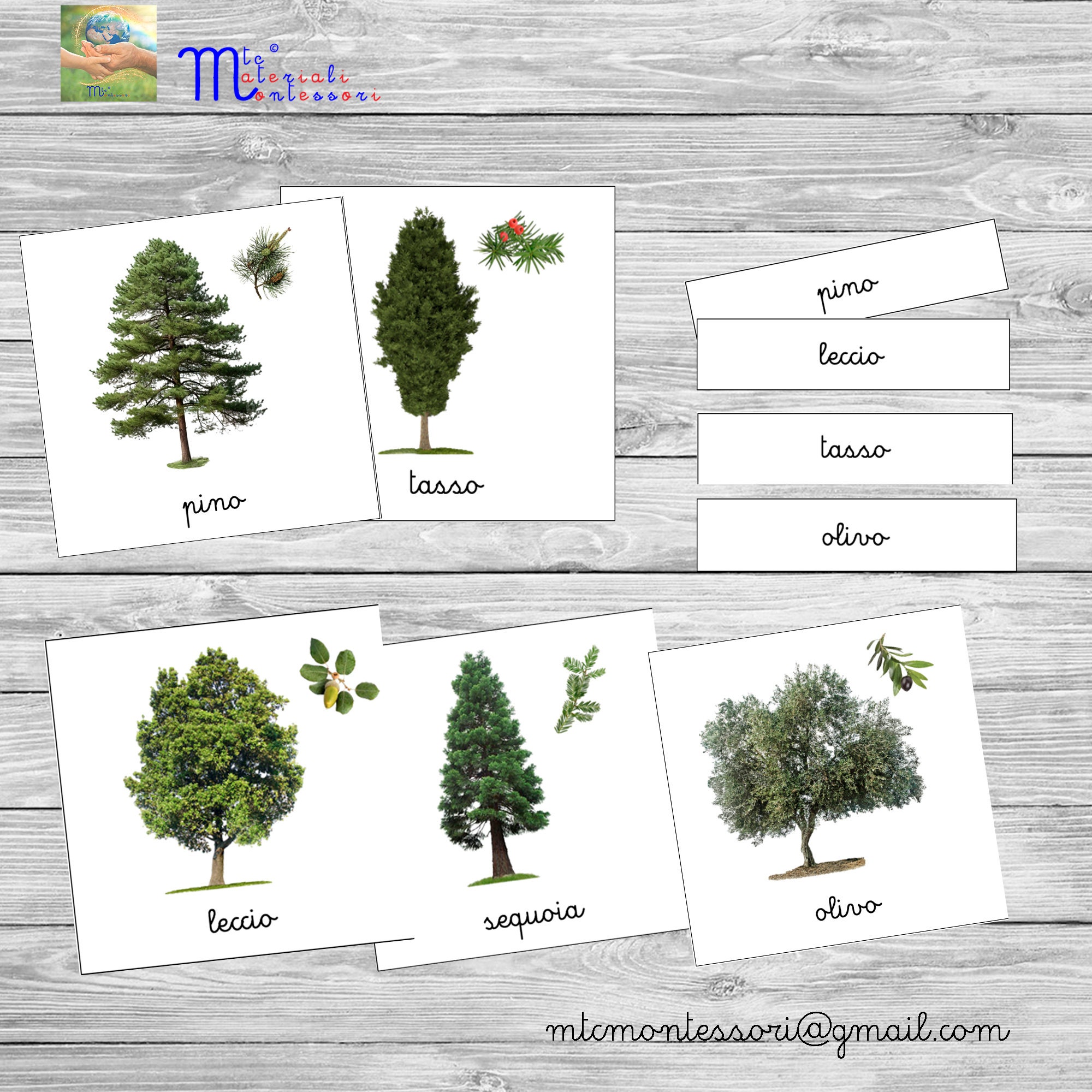 Printable PDF Montessori Nomenclatures evergreen Trees deciduous Trees ...