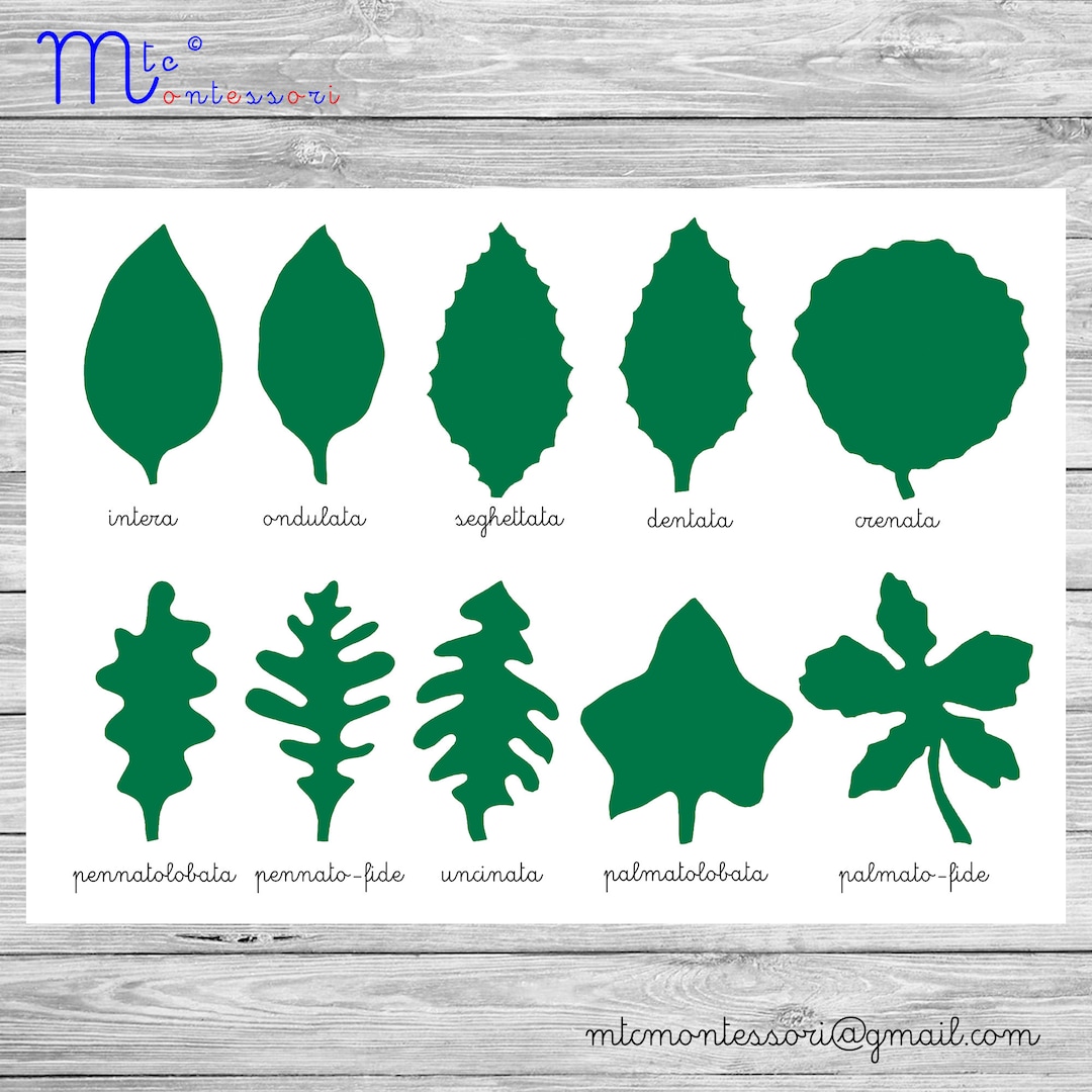 Printable PDF leaves According to the Margin A3 Format - Etsy