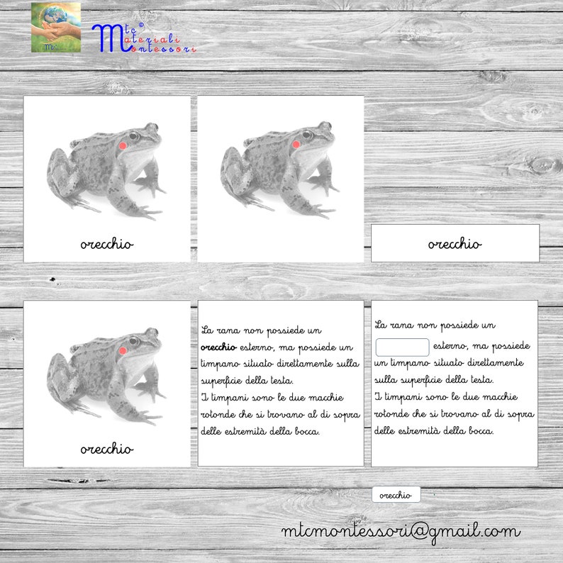 Printable PDF Montessori Nomenclatures Primary School “the Frog and Its ...
