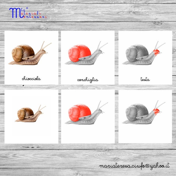 Nomenclature Montessori the Snail and Its Parts - Etsy UK