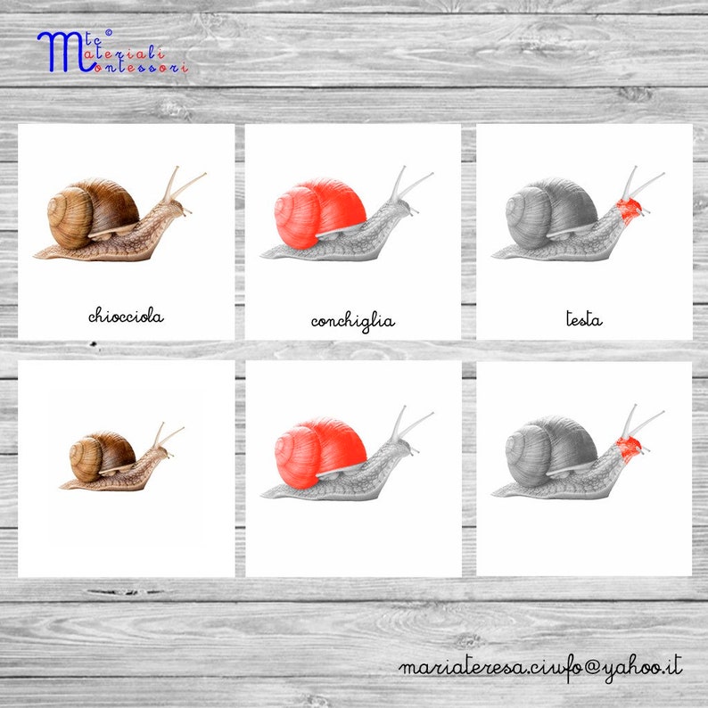 Printable PDF Montessori Nomenclature the Snail and Its Parts - Etsy