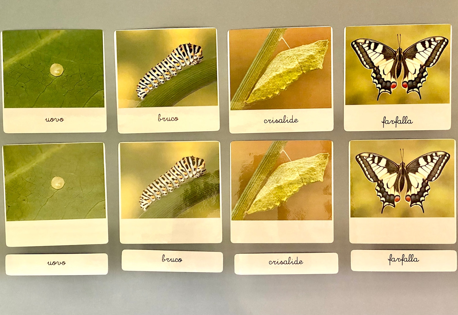 Nomenclaturas Montessori del ciclo de vida de la mariposa cola - Etsy ...
