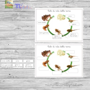 Printable PDF Montessori Nomenclatures Primary School “the Frog and Its ...