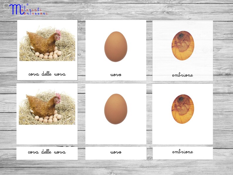 Printable PDF Nomenclature of "chicken Life Cycle" - Etsy