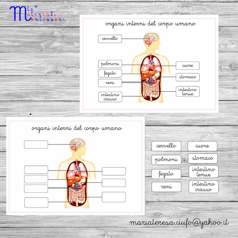 Montessori Nomenclature internal Organs of the Human - Etsy