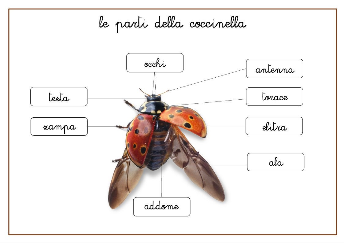 Montessori Nomenclature the Ladybug and Its Parts - Etsy UK