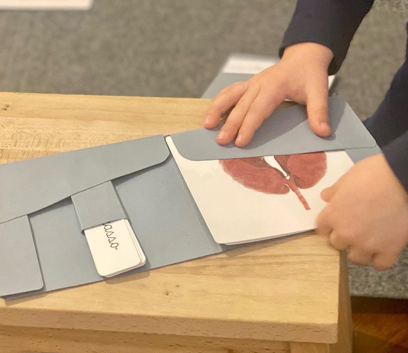 Montessori Nomenclature internal Organs of the Human - Etsy