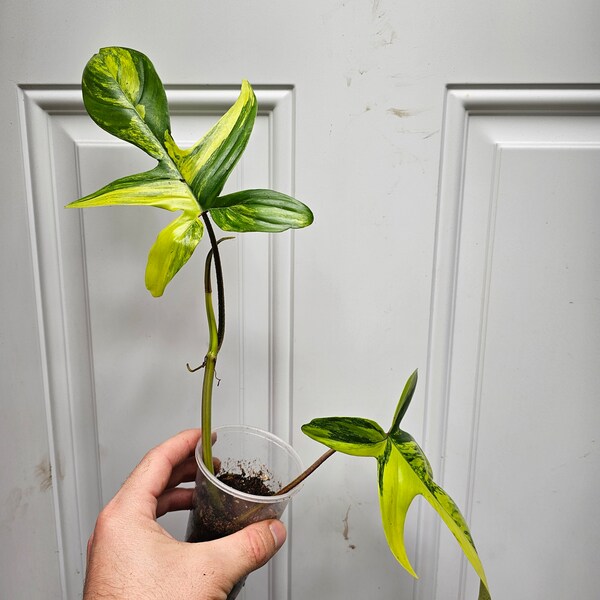 Florida Ghost Philodendron - Etsy
