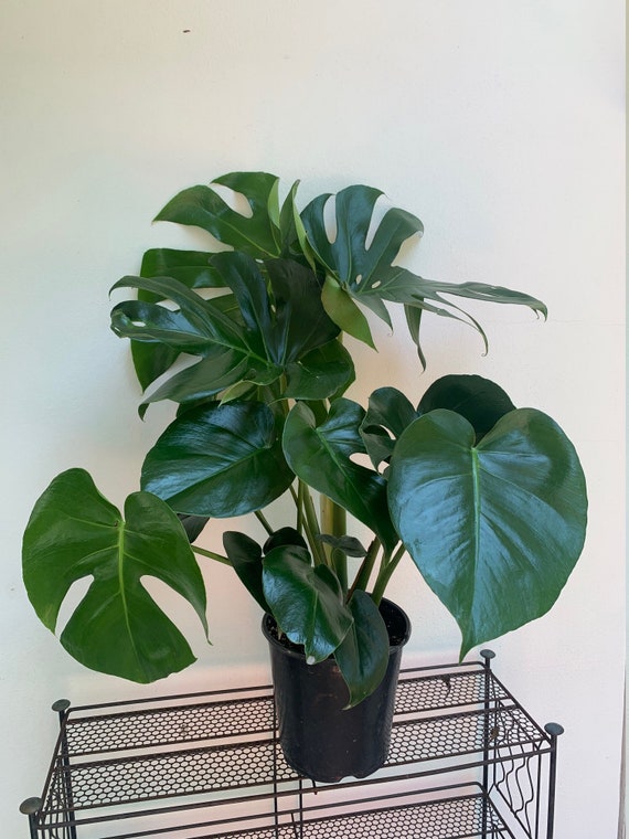 Monstera Deliciosa | Etsy