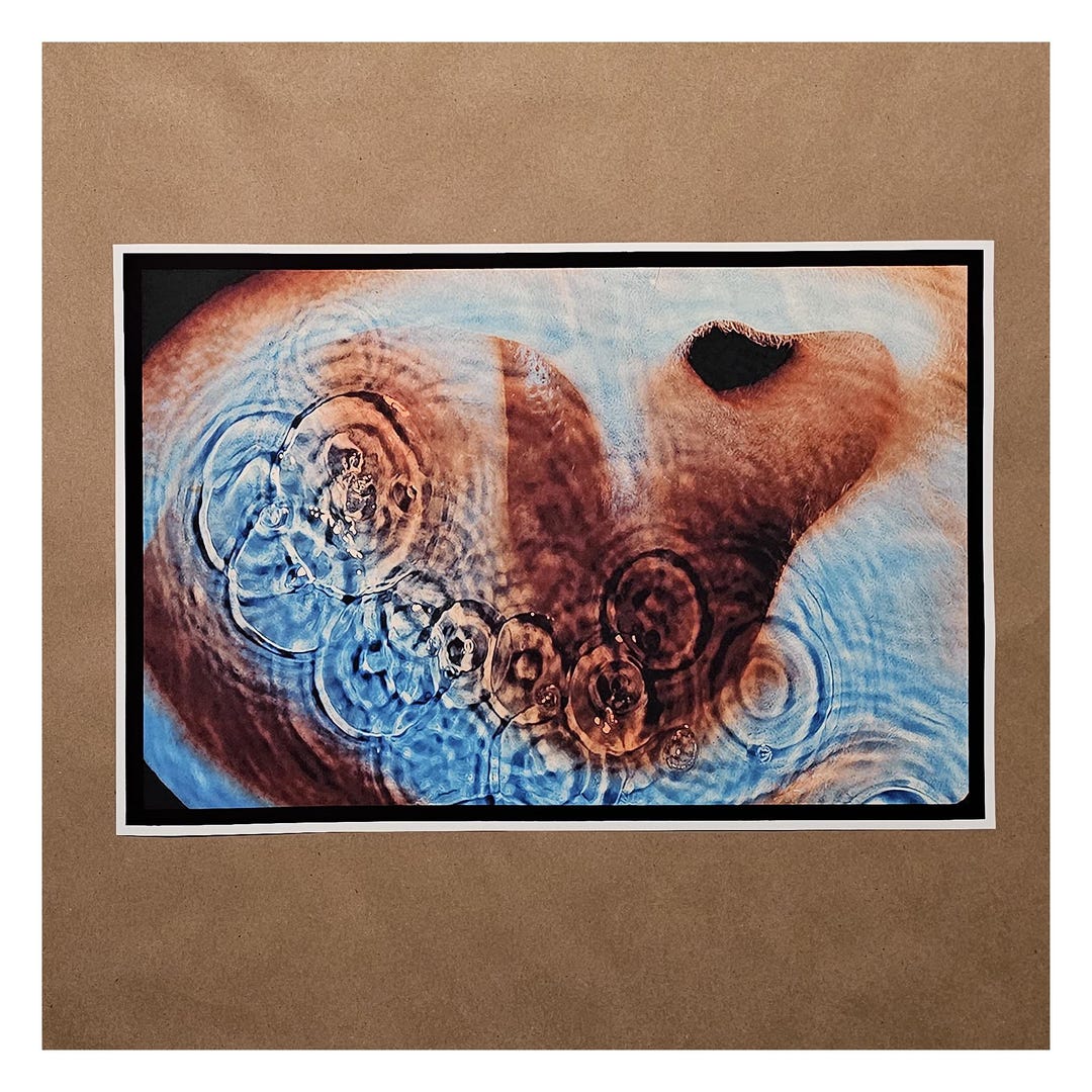 Pink Floyd Meddle Album Art Print - Echoes Fan Gift Quality Photo Paper ...