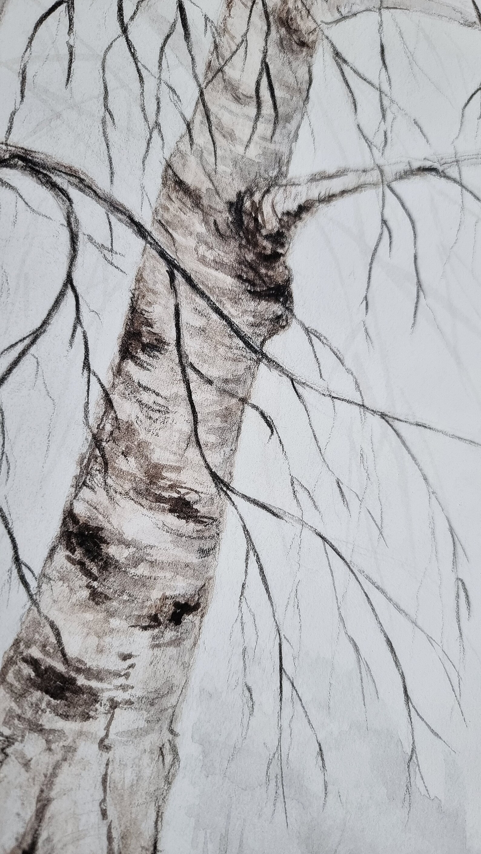 Realistic Birch Tree Painting, Winter Birch Tree Watercolor Artwork ...