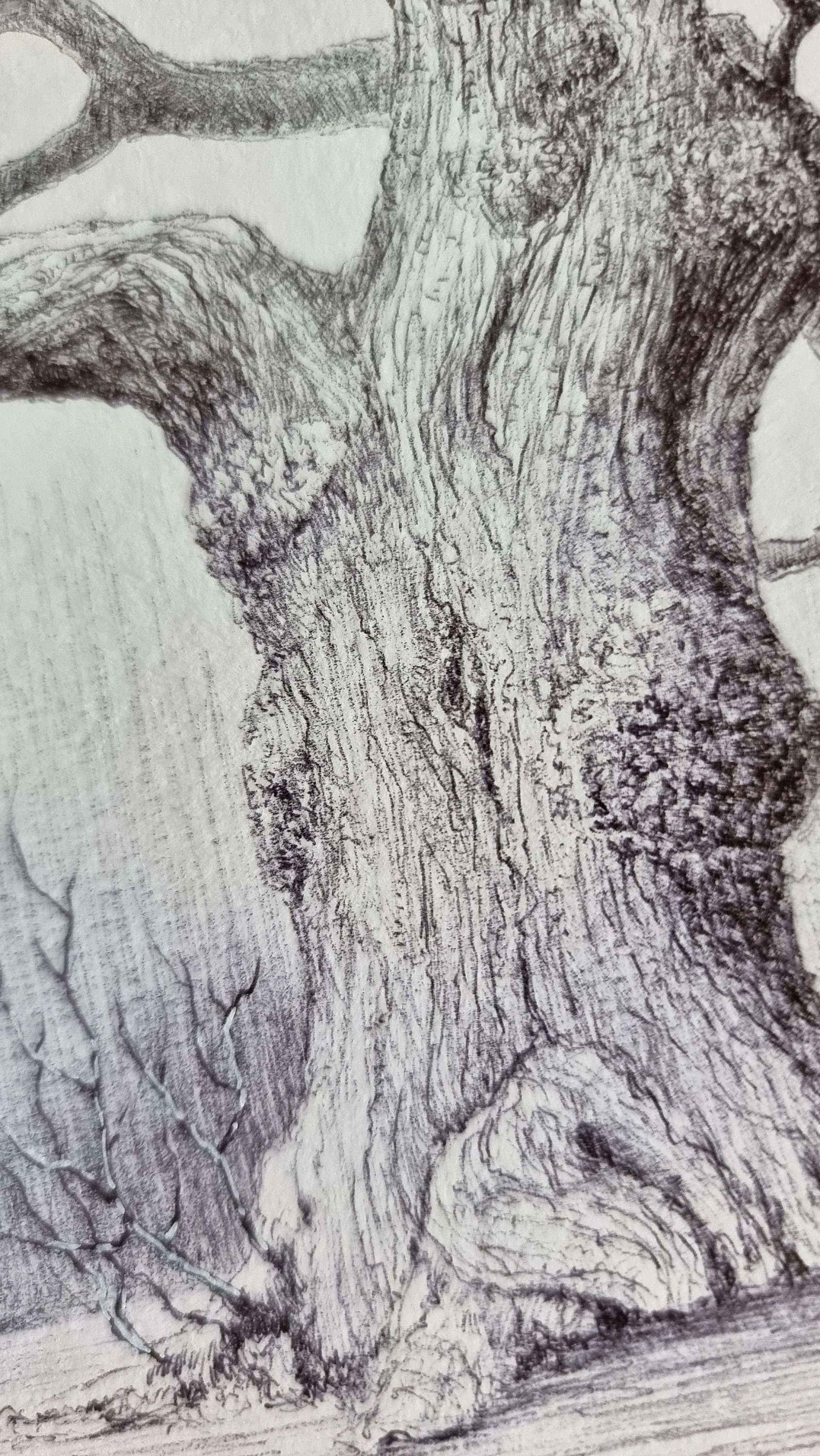 Oak Tree Still Life Painting on Paper Tree of Life Original Ink Drawing ...