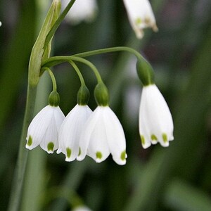 Summer Snowflake, Ceramic Spring Flower - Snowbell Locum Decor Handmade ...