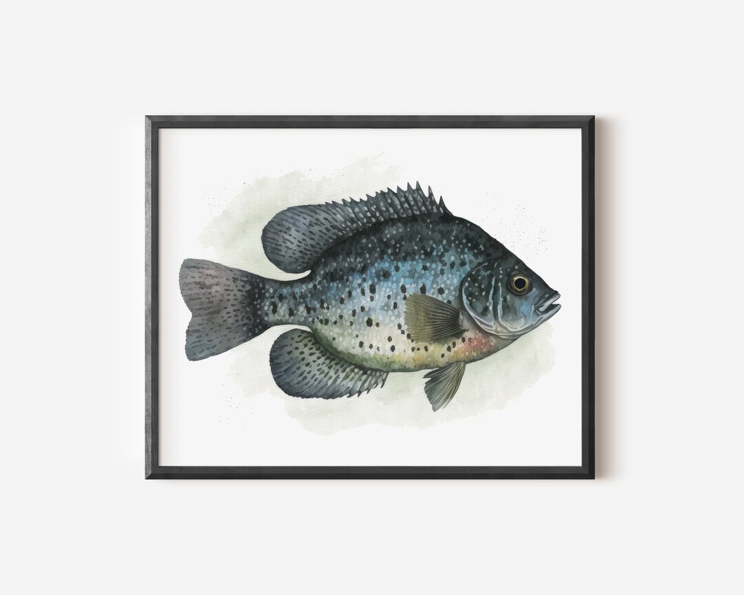 Fish Print Crappie Painting Freshwater Fish Watercolor Black Crappie ...