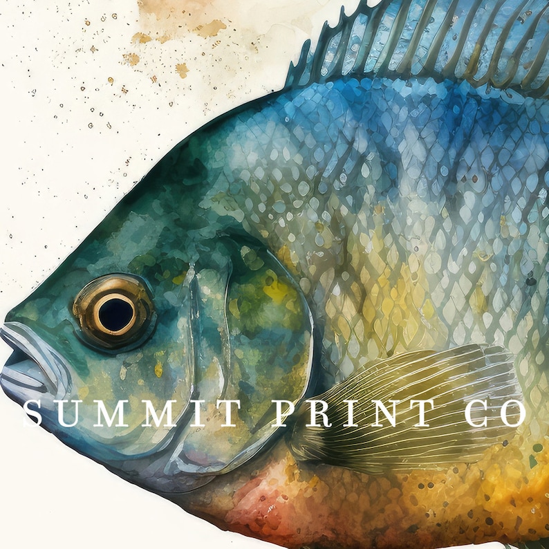 Bluegill Printable Watercolor Art Fish Print Freshwater Fresh Art Cabin ...