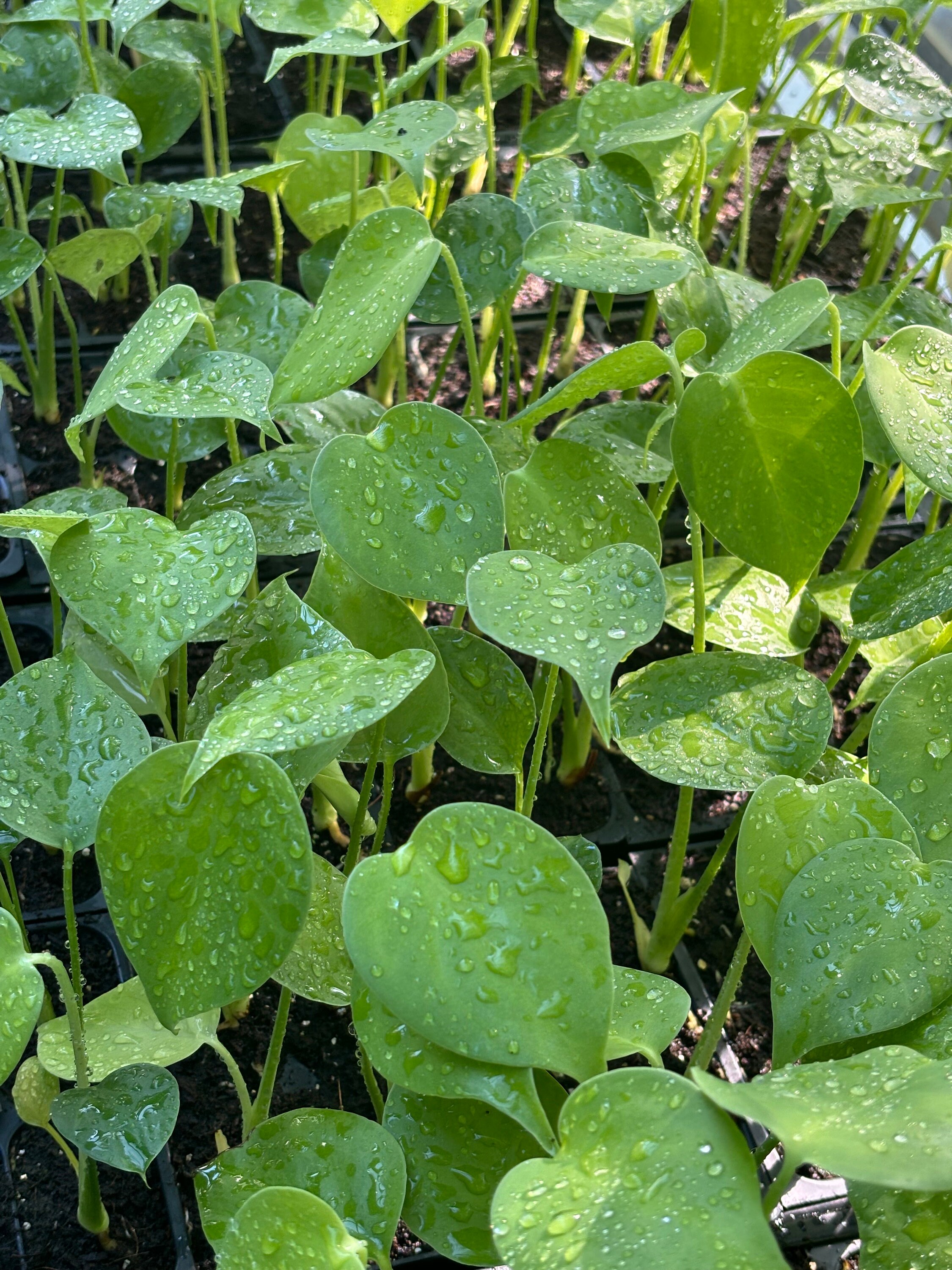 Monstera Deliciosa Starters - Baby Monsteras, Monstera Seedlings ...