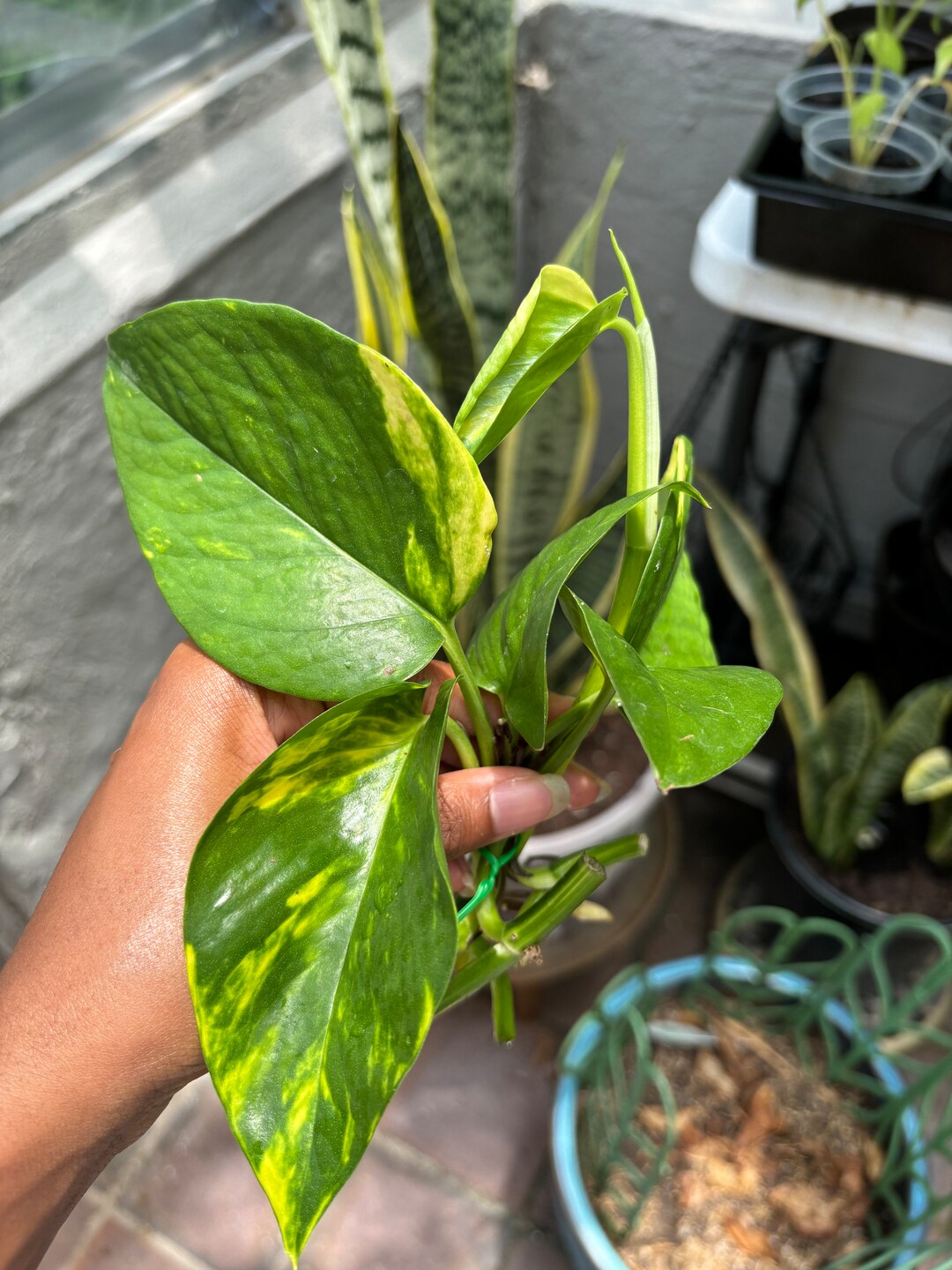 3 Golden Pothos Cuttings Beginner Vining Plant, Yellow Striped Green ...