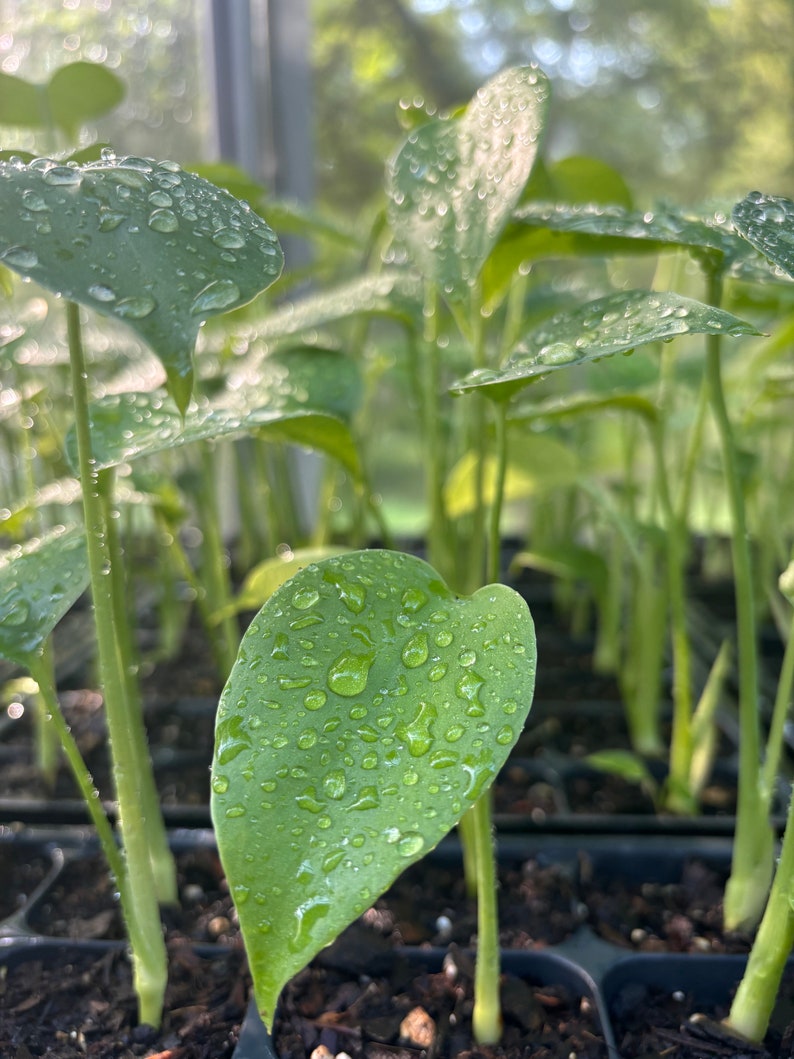 Monstera Deliciosa Starters - Baby Monsteras, Monstera Seedlings ...