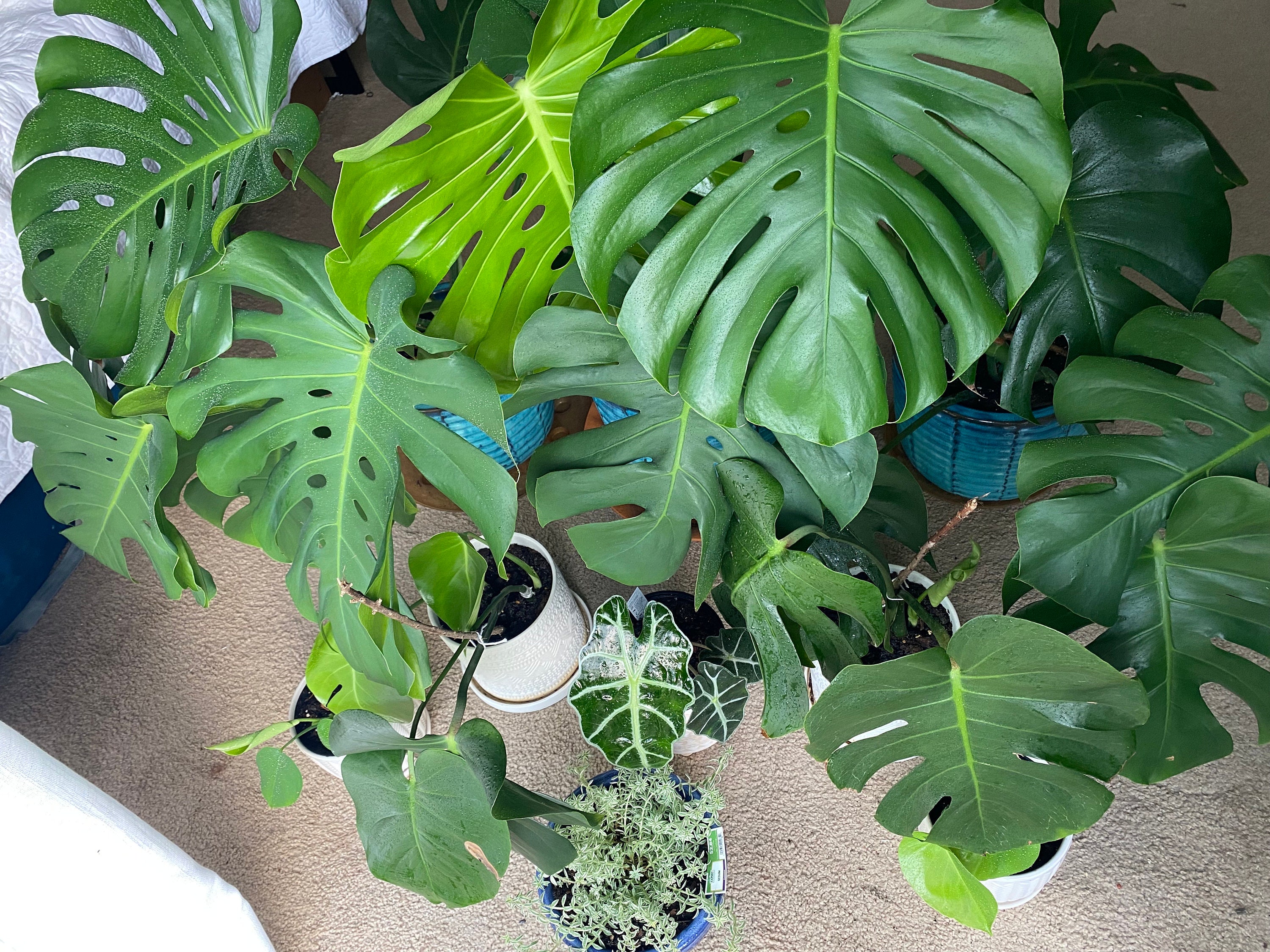 Monstera Deliciosa Starters - Baby Monsteras, Monstera Seedlings ...