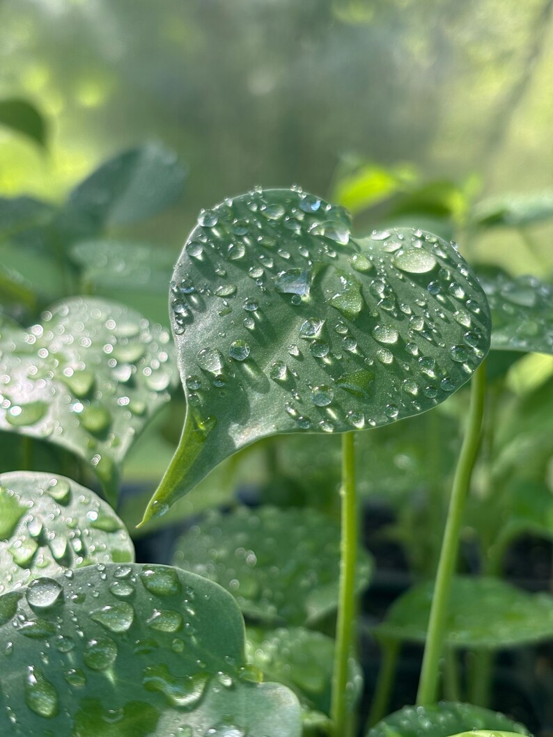 Monstera Deliciosa Starters - Baby Monsteras, Monstera Seedlings ...