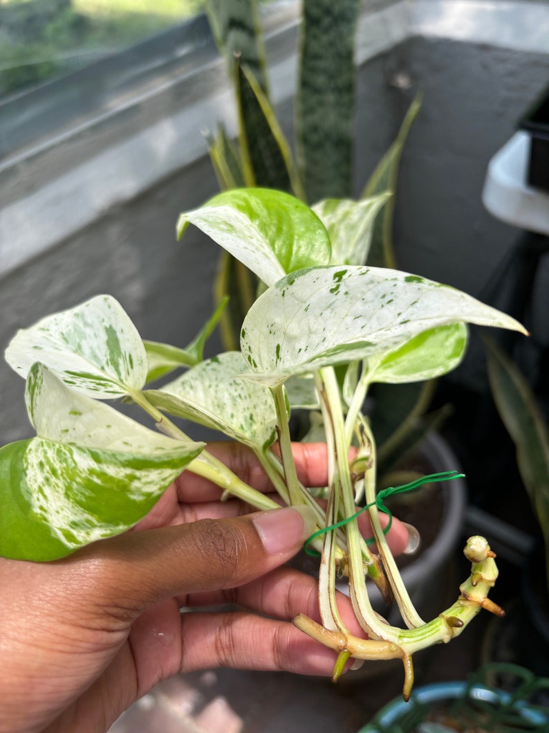 3 Marble Queen Pothos Cuttings Beginner Vining Plant, Green and White ...