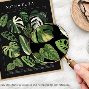 MONSTERA Plant Poster, House Plant Identification, Plant Lover Gift ...