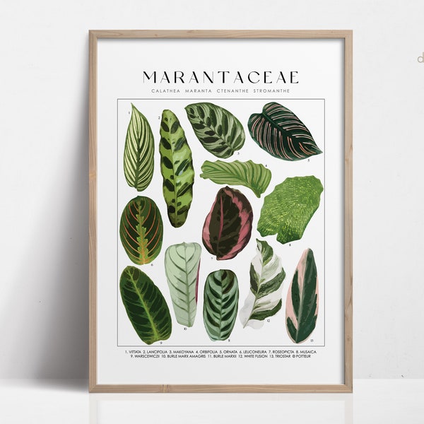 Plant Poster - Etsy