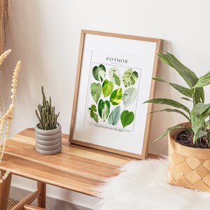 POTHOS Plant Poster, House Plant Identification, Plant Lover Gift ...