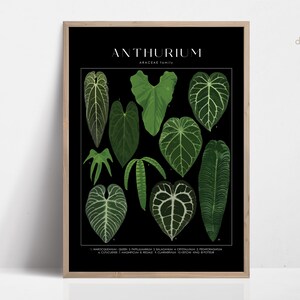 ANTHURIUM Plant Poster, House Plant Identification, Plant Lover Gift ...