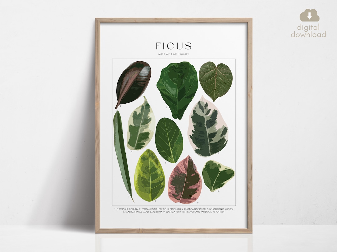 FICUS Plant Poster, House Plant Identification, Plant Lover Gift ...