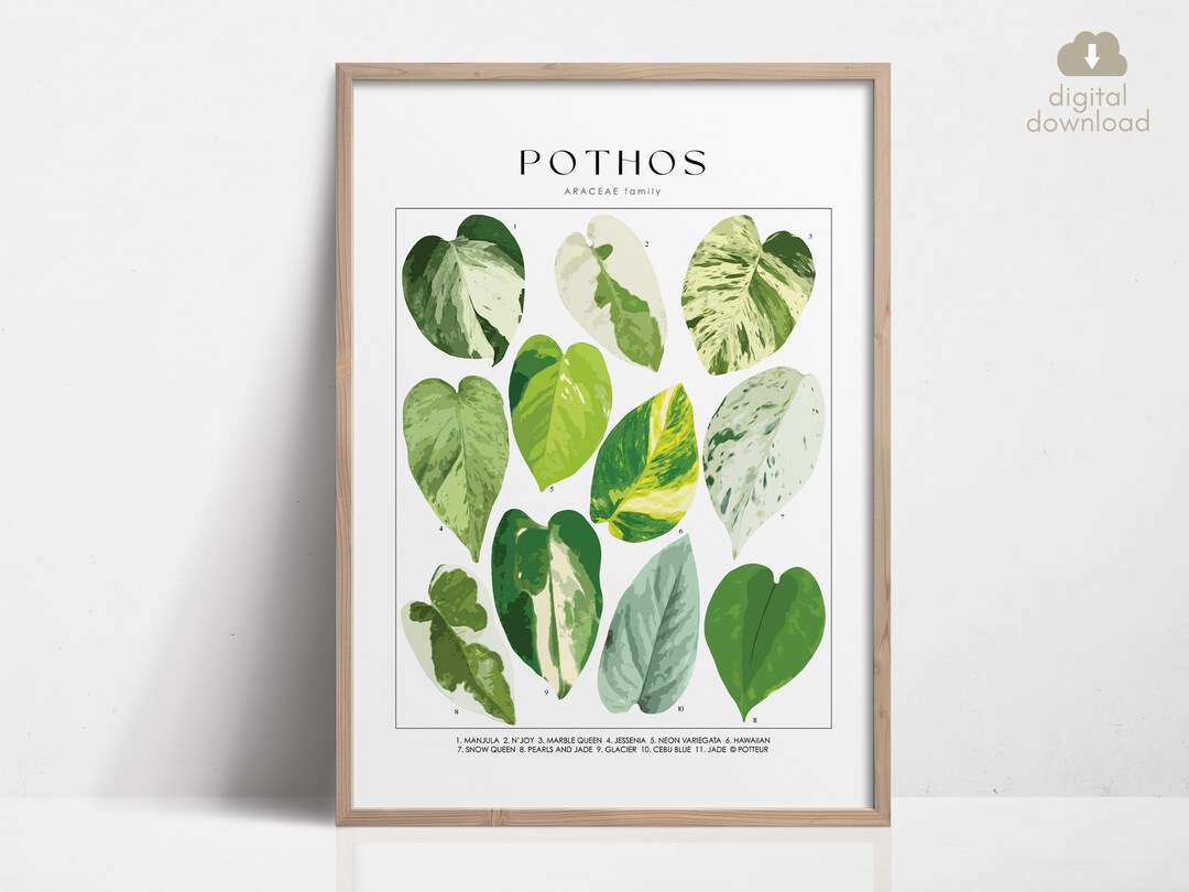 POTHOS Plant Poster, House Plant Identification, Plant Lover Gift ...