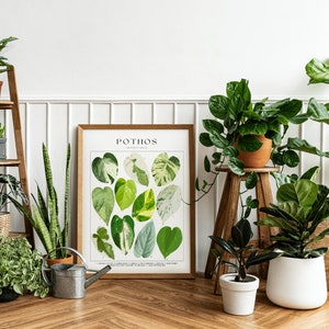 POTHOS Plant Poster, House Plant Identification, Plant Lover Gift ...