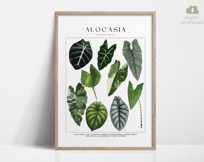 Alocasia Varieties - Plant Identification Chart - Digital Download ...