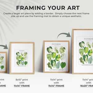 POTHOS Plant Poster, House Plant Identification, Plant Lover Gift ...
