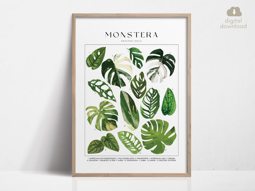 MONSTERA Plant Poster, House Plant Identification, Plant Lover Gift ...
