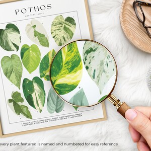 POTHOS Plant Poster, House Plant Identification, Plant Lover Gift ...