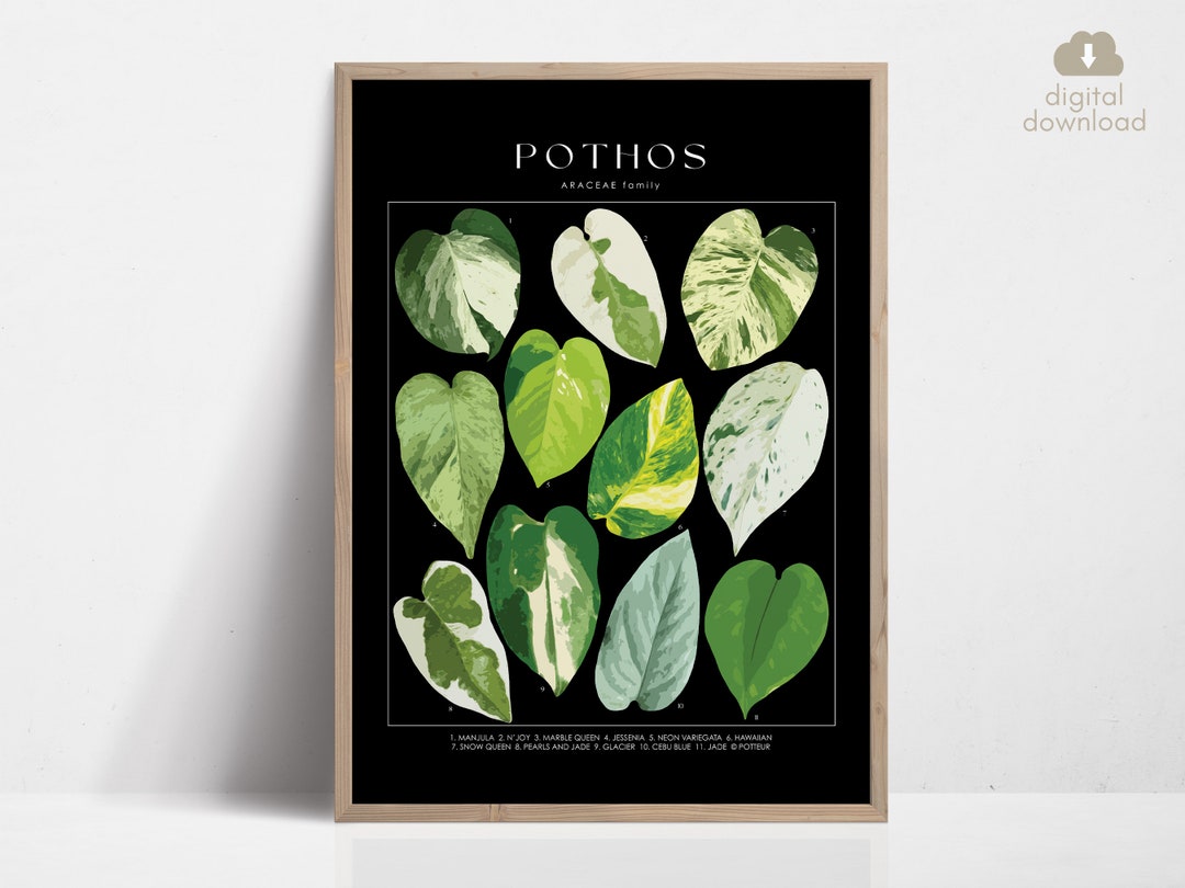 POTHOS Plant Poster, House Plant Identification, Plant Lover Gift ...