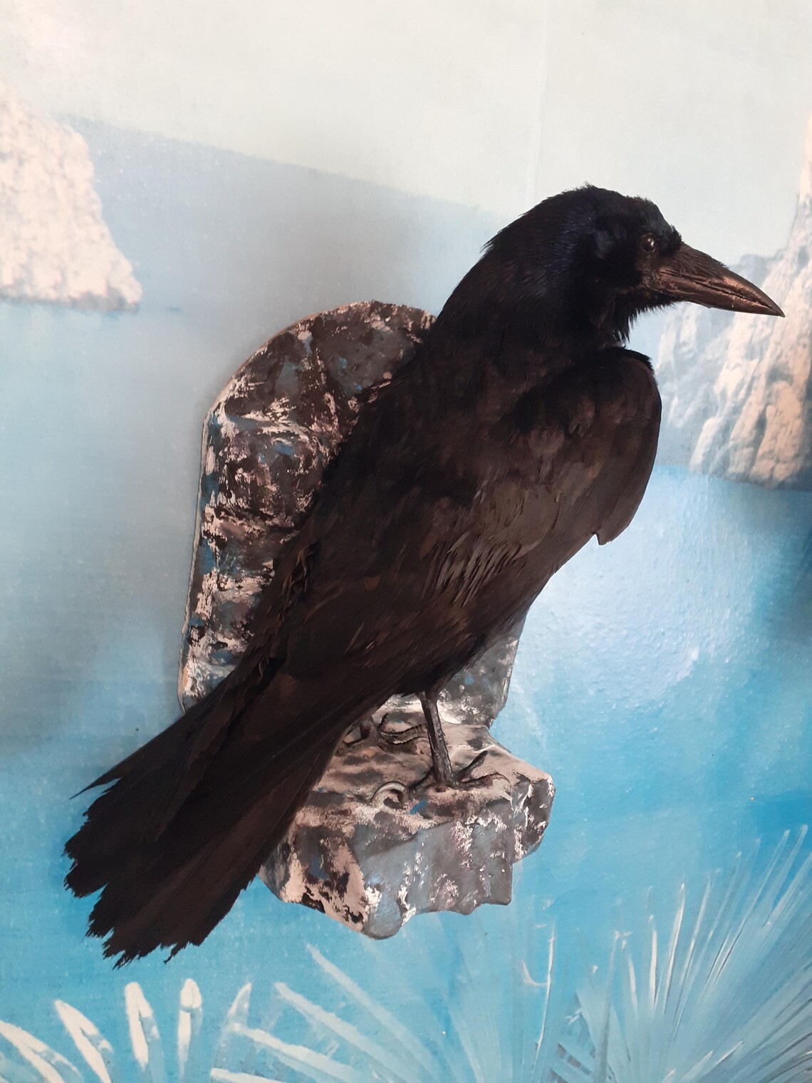 Taxidermy Stuffed Raven - Etsy