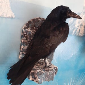 Taxidermy Stuffed Raven - Etsy