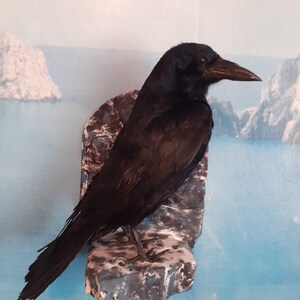Taxidermy Stuffed Raven - Etsy
