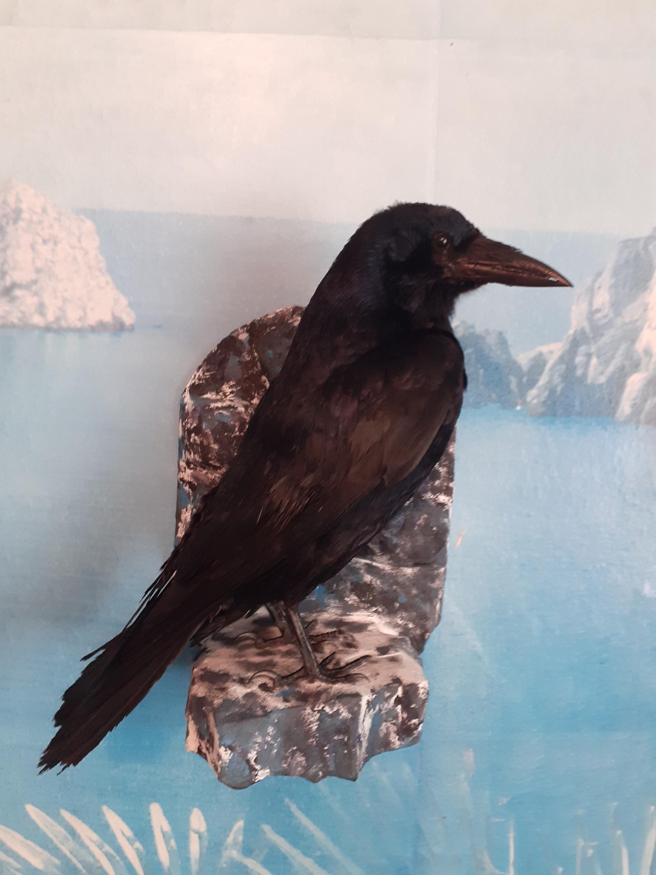 Taxidermy Stuffed Raven - Etsy