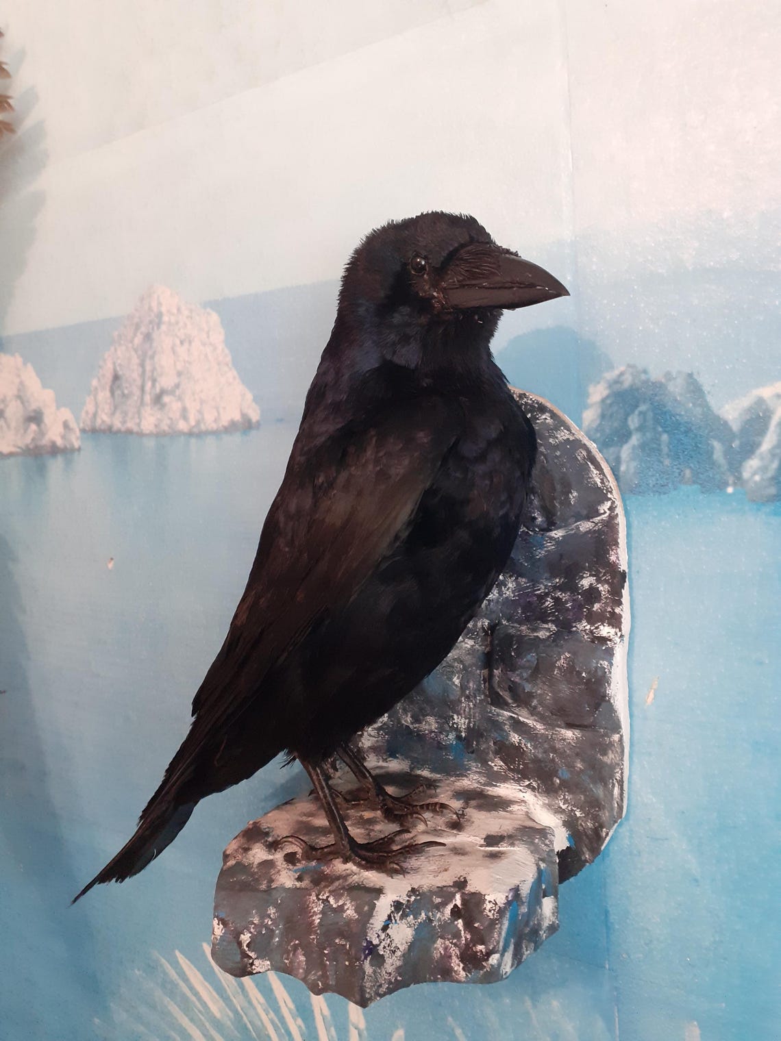 Taxidermy Stuffed Raven - Etsy