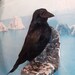 Taxidermy Stuffed Raven - Etsy