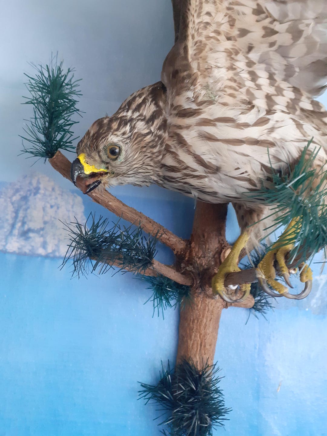 Stuffed Hawk Taxidermy - Etsy
